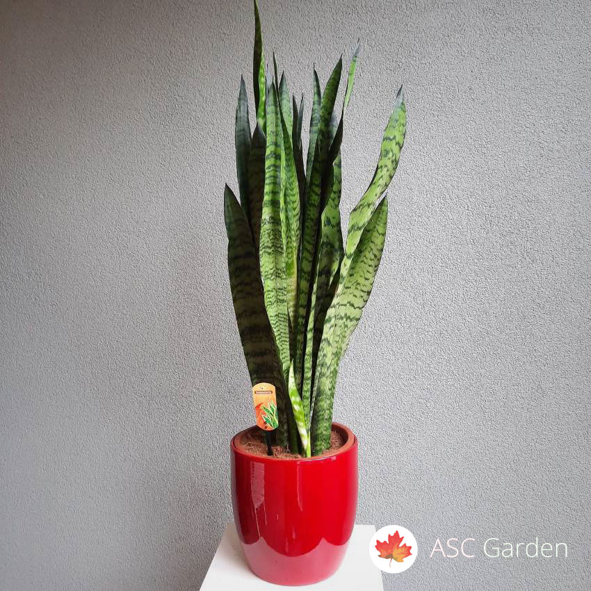 Sansevieria zeylanica 60 cm