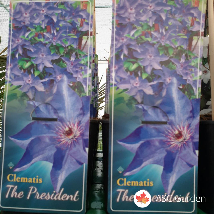 Clematis The President 75 cm
