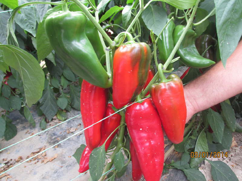 Paprika Kaptur 500s semenis