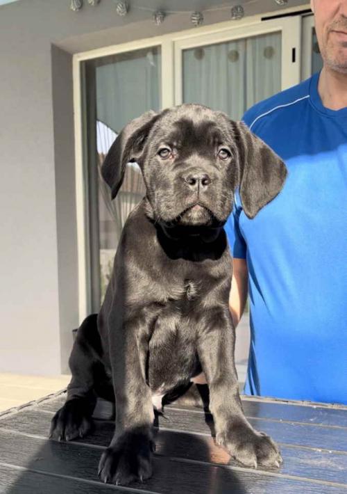 Cane corso stenci na prodaju