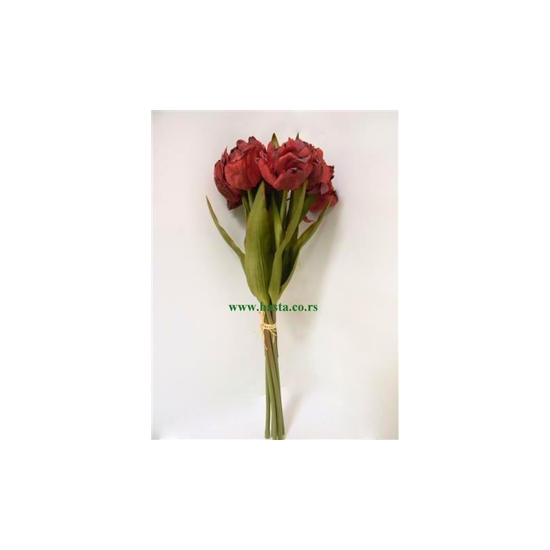 V. b. tulipan jesenji 19