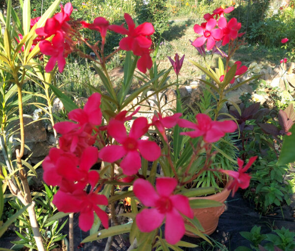 OLEANDER crveni krupnocvetni – sadnica 40-45cm