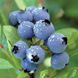 Borovnica - Američka visokožbunasta (100 semenki) Bilberry Vaccinium myrtillus