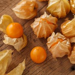 Physalis peruviana (300 semenki) - Peruanska jagoda