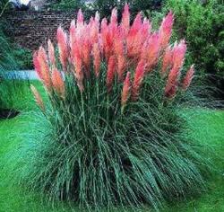 Cortaderia Selloana PINK (50 semenki)