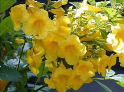Tekoma žuta (30 semenki) Trumpet vine yellow