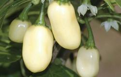 Chilli Habanero white extremno ljut (20 semenki)