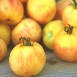 Paradajz Baštenska Breskva (50 semenki) Garden Peach