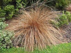 Carex buchananii-Braon ukrasna trava