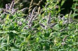 mentha spicata