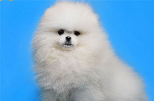 Boo beli pomeranac