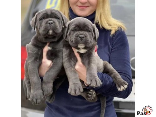 Cane Corso