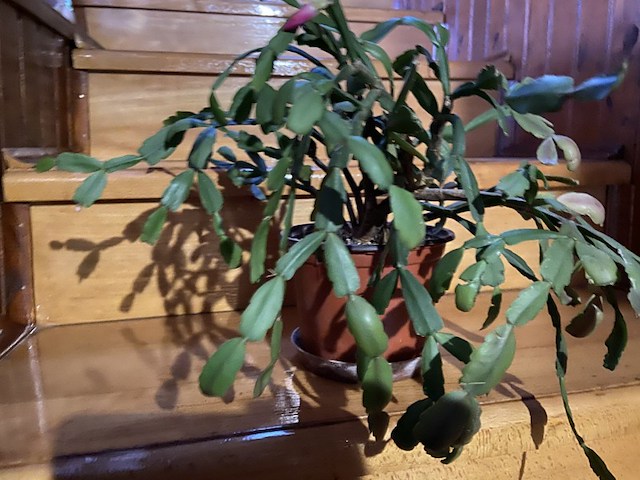 Vaskršnji kaktus,velika biljka