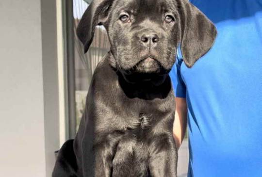 Cane corso stenci na prodaju