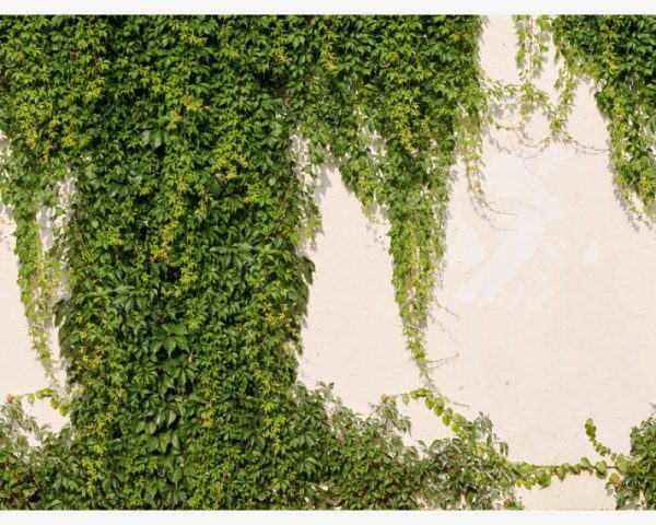 LIVINGWALLS WALLPAPER «BLACK, CREAM, GREEN» 392271