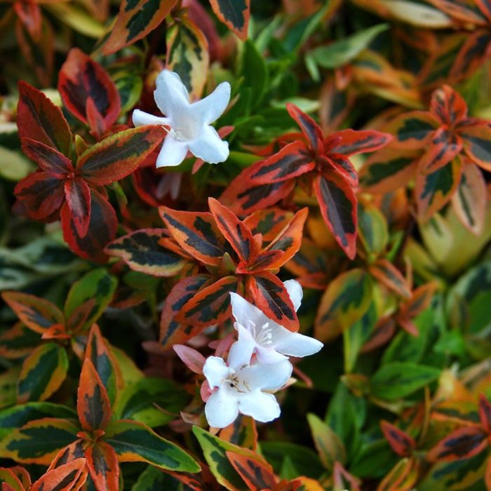 Abelia Kaleidoscoope-Šarenolisna Abelija