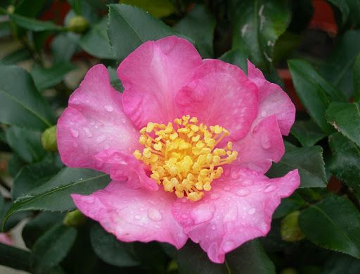 Camellia Cleopatra - Kamelija