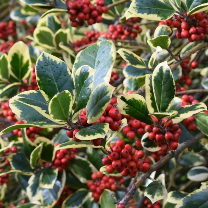 Ilex Altaclerensis Golden King - Božićno drvo