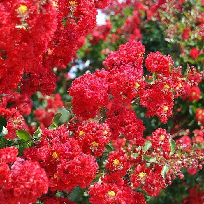 Lagerstroemia Indica Dynamite - Indijski Jorgovan