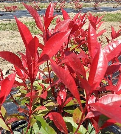 Photinia Fraseri Carre Rouge - Fotinija