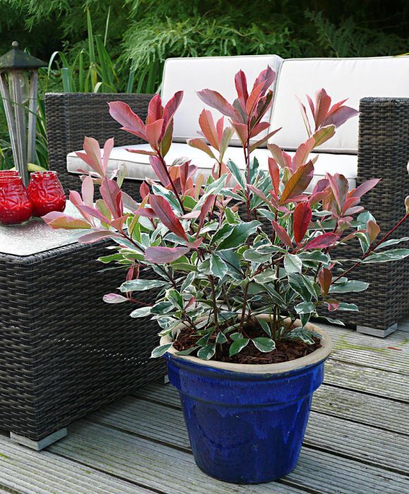 Photinia Fraseri Pink Marble - Šarena Fotinija