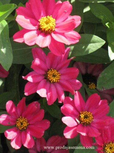 Zinnia Zahara Pink Mini..