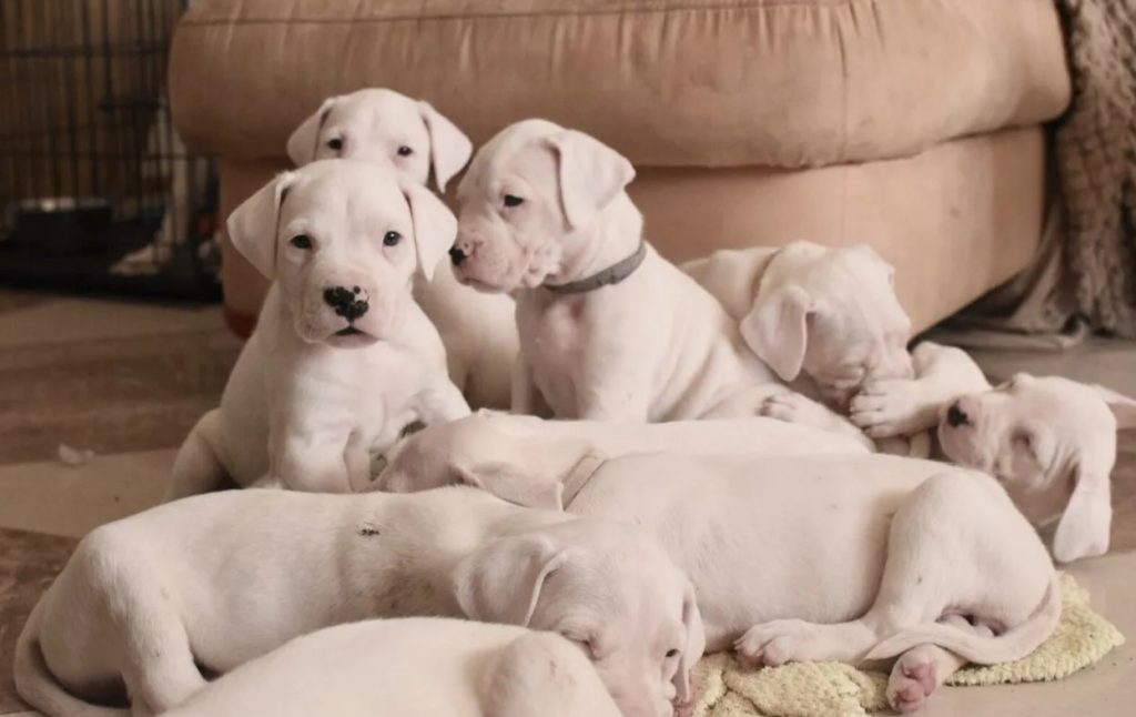 Dogo argentino i Bulterijer štenci