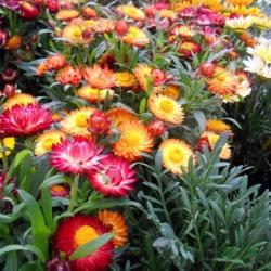 Slamno cveće mix (1800 semenki) Helichrysum bracteatum