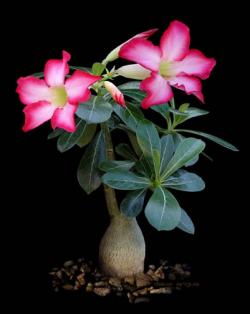 Adenium Obesum - 10 mix semenki (2023.)