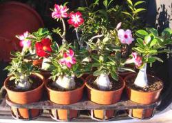 Adenium Obesum - 24 mix semenki (2023.)