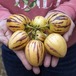 Pepino - Solanum muricatum (5 semenki)