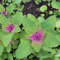 Spanać drvo (5000 semenki) Chenopodium Giganteum