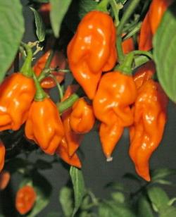 Chilli Bhut Jolokia Orange (40 semenki)