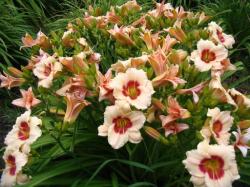 Hemerocallis Varsity