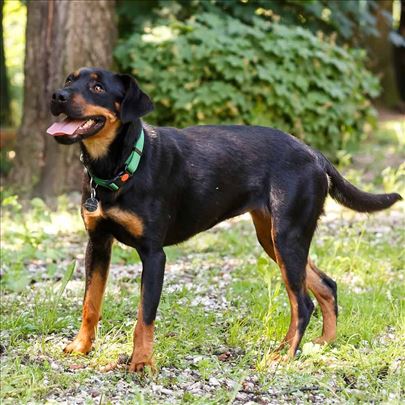 Dona - mešanac rotvajlera, a narav labradora