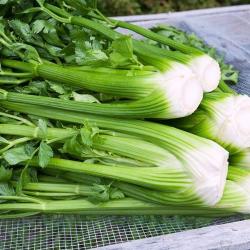 Celer lišćar Tall Utah (7000 semenki)
