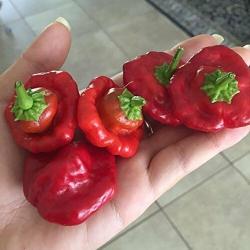 Chilli Jamaican Scotch Bonnet Red (25 semenki) - extra ljut višegodišnji