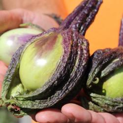 Patlidžan Carina (150 semenki) Solanum Melongena