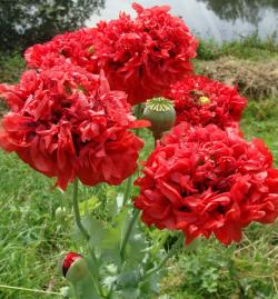 Ukrasni Mak Crveni (4000 semenki) Poppy Papaver Paeoniflorum Red