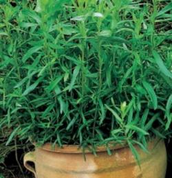 Ruski Estragon (1200 semenki) Artemisia Dracunculus