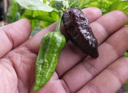 Black naga chilli (seme) cili paprika