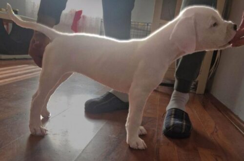 Dogo Argentino štenci