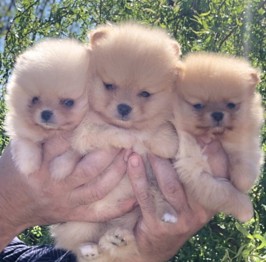 Pomeranci, Pomeranian, Boo stenci