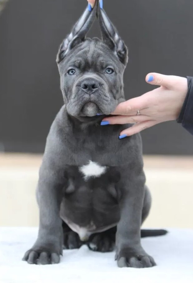 Kane korso Cane Corso PREPORUKA