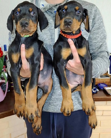 Doberman štenci