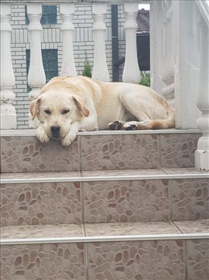 Labrador retriver, odrastao pas za parenje