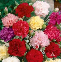 Karanfil Mix (seme) - Dianthus caryophyllus