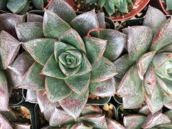 Echeveria purpusorum