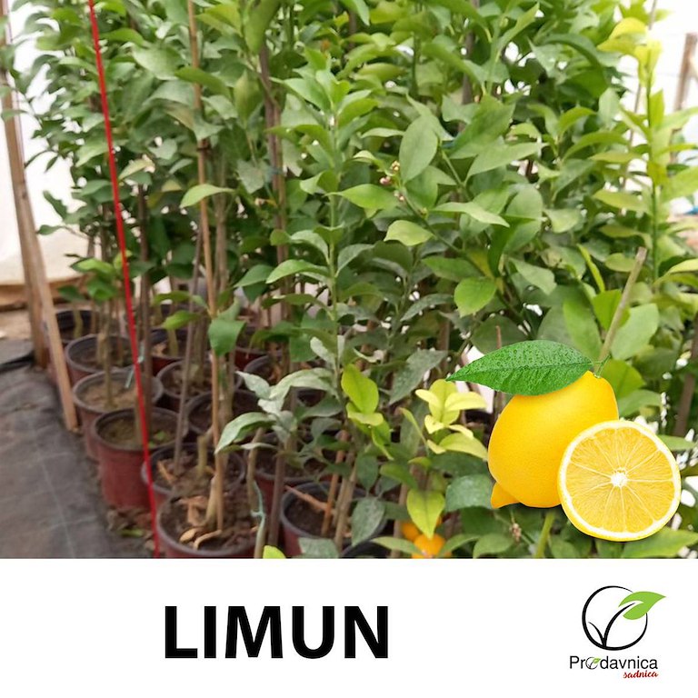 Limun (Citrus x limon)