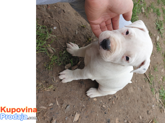 Dogo Argentino štenci